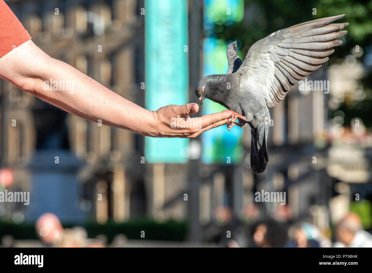 Glasgow pigeons hi-res stock photography and images - Alamy