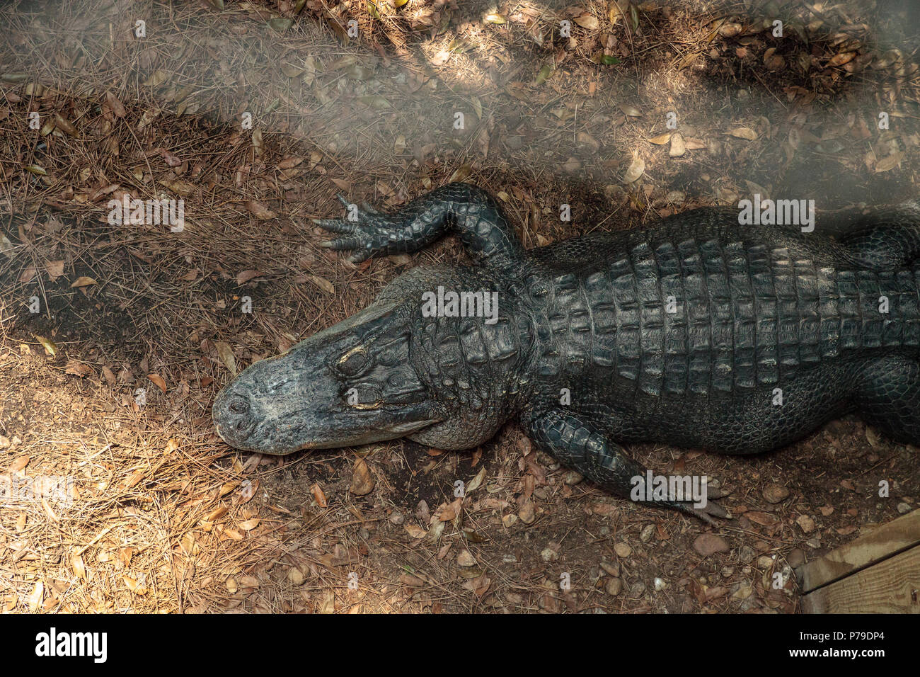 Large menacing American alligator Alligator mississippiensis in the ...