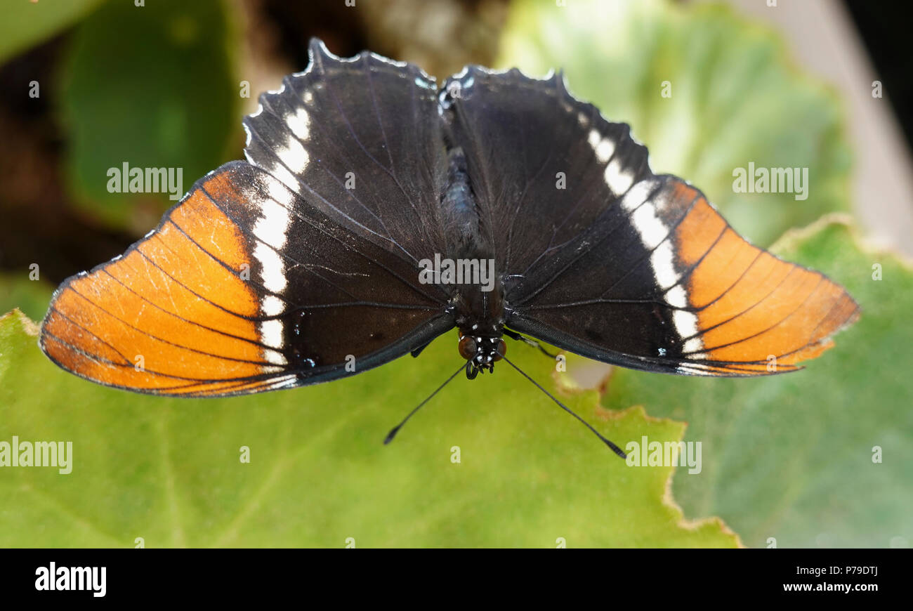 Rusty page hi-res stock photography and images - Alamy