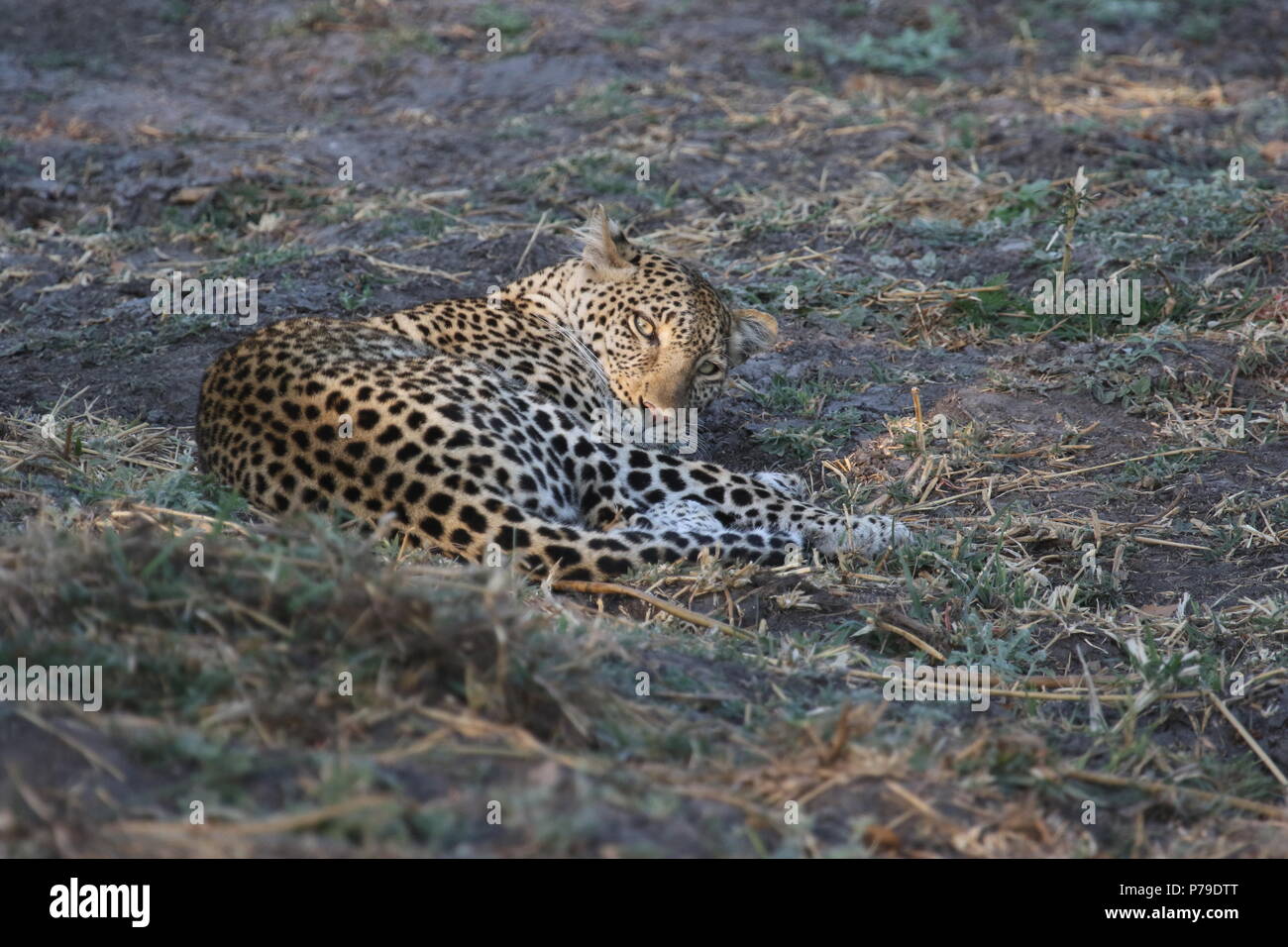 Big five katavi national park hi-res stock photography and images - Alamy