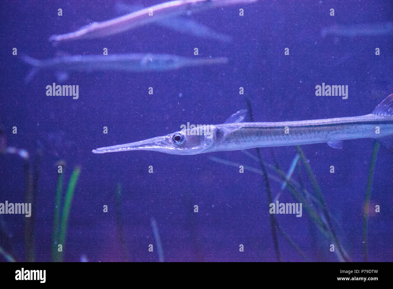 Atlantic Needlefish