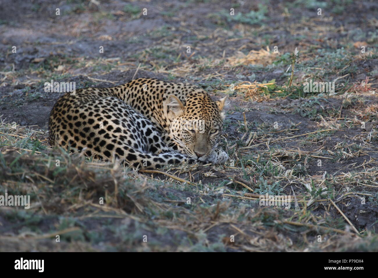 Big five katavi national park hi-res stock photography and images - Alamy