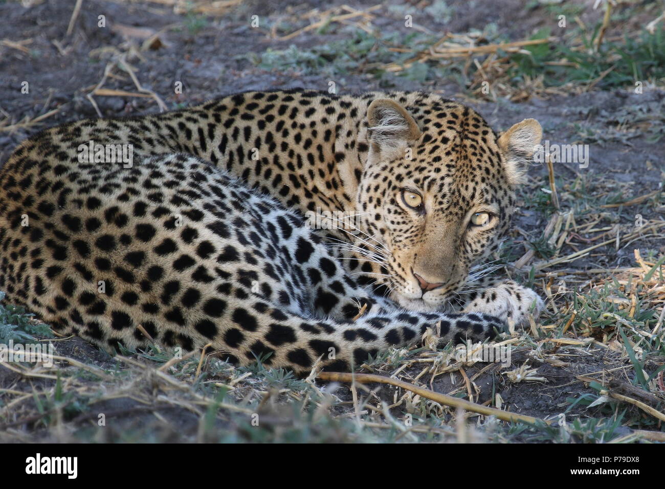 Big five katavi national park hi-res stock photography and images - Alamy