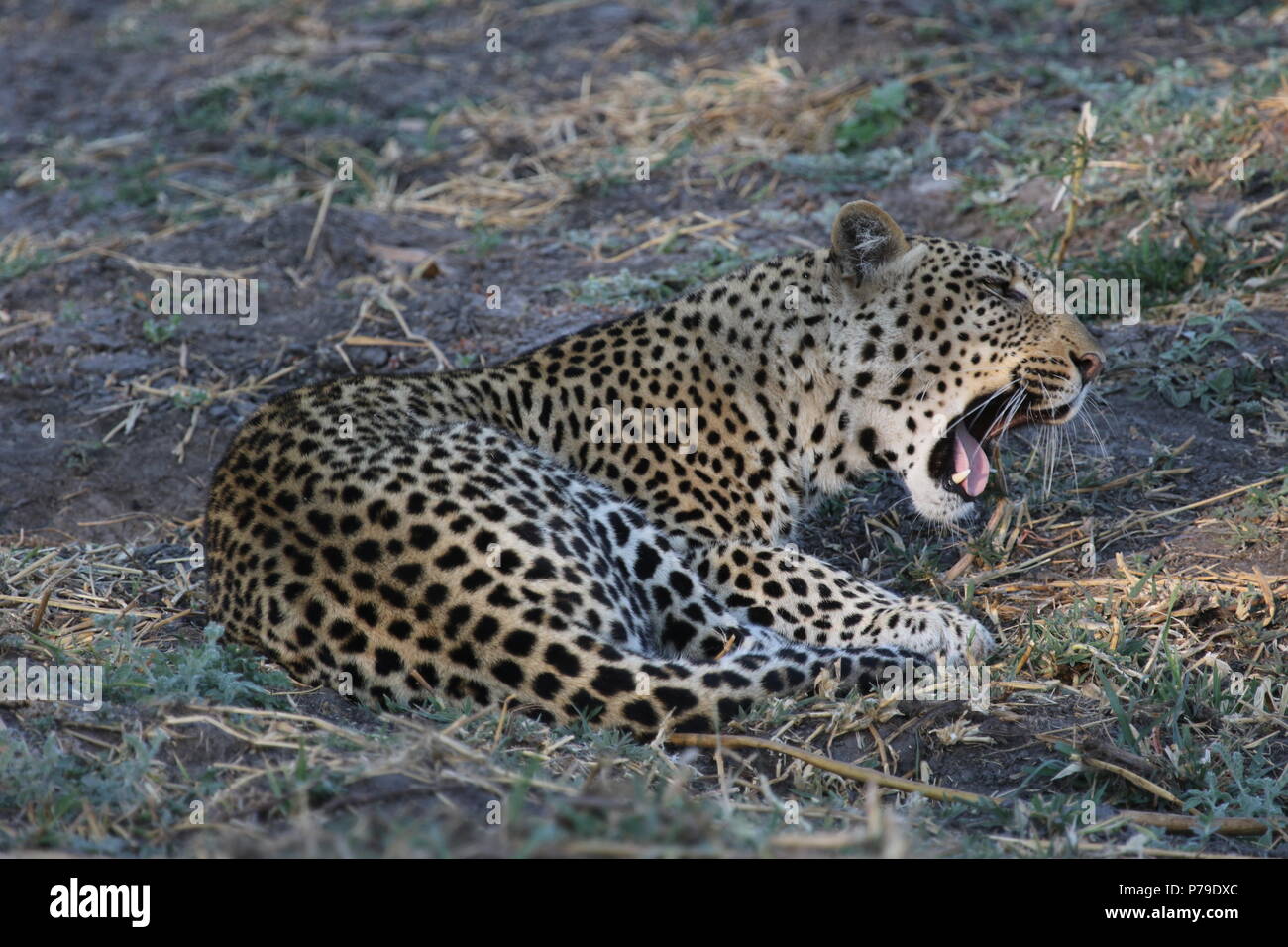 Big five katavi national park hi-res stock photography and images - Alamy