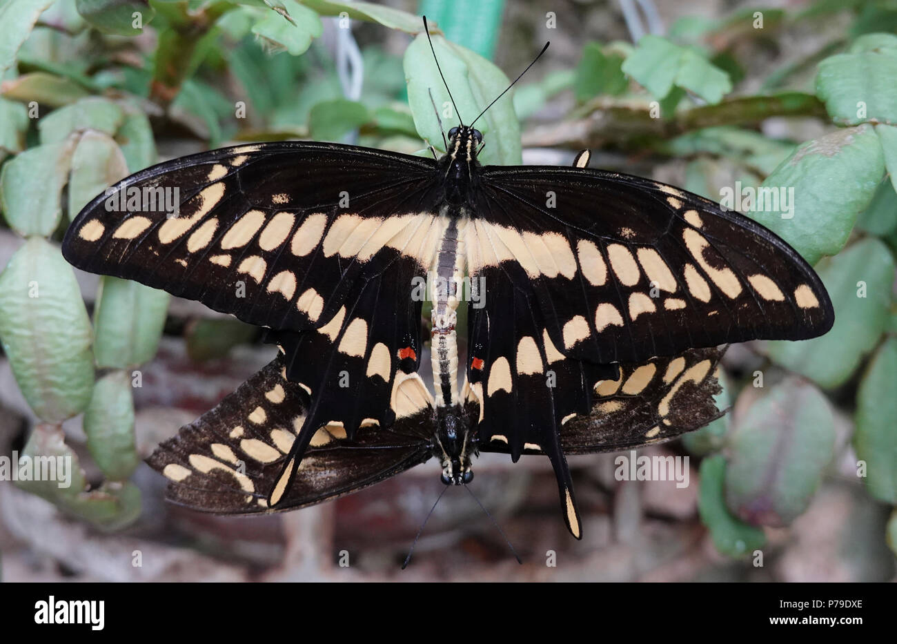 Mating Swallowtail Butterfly High Resolution Stock Photography and ...