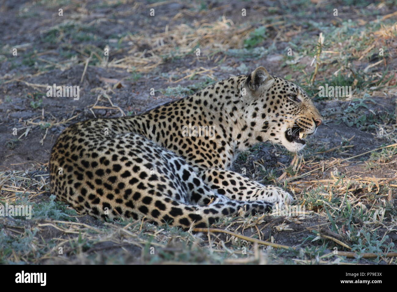Big five katavi national park hi-res stock photography and images - Alamy
