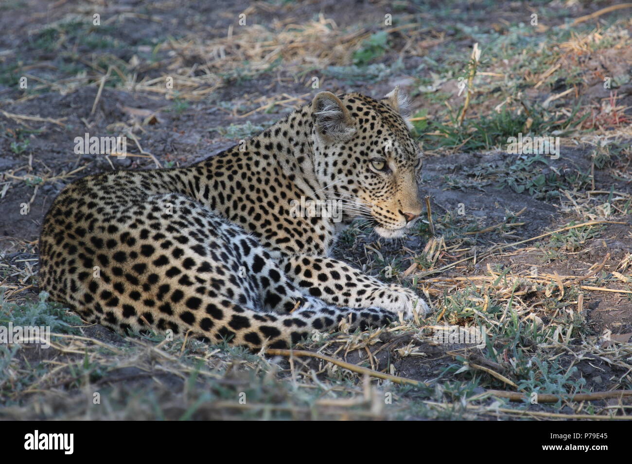 Big five katavi national park hi-res stock photography and images - Alamy