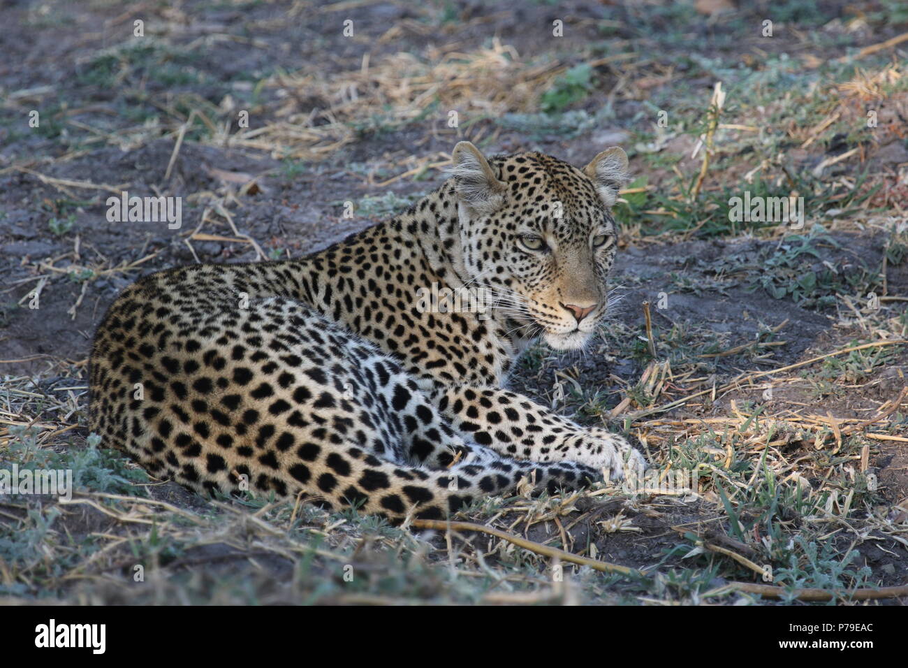 Big five katavi national park hi-res stock photography and images - Alamy