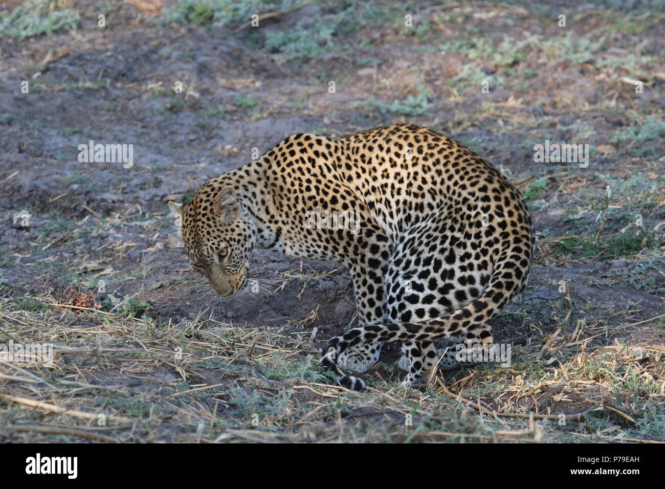 Big five katavi national park hi-res stock photography and images - Alamy