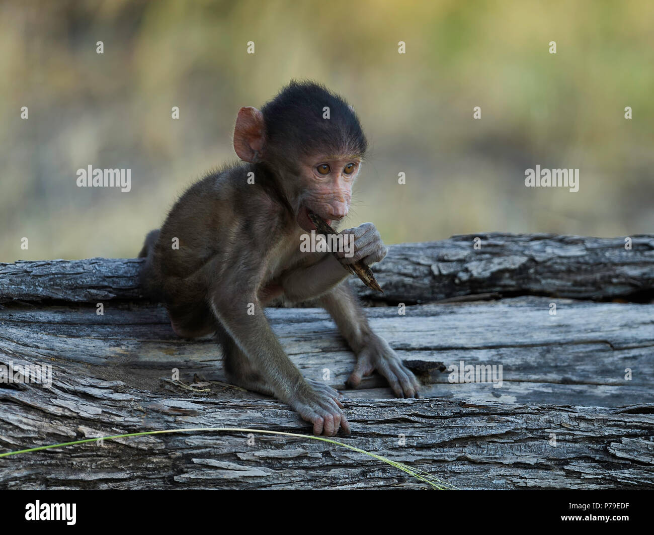 Baby baboon hi-res stock photography and images - Alamy