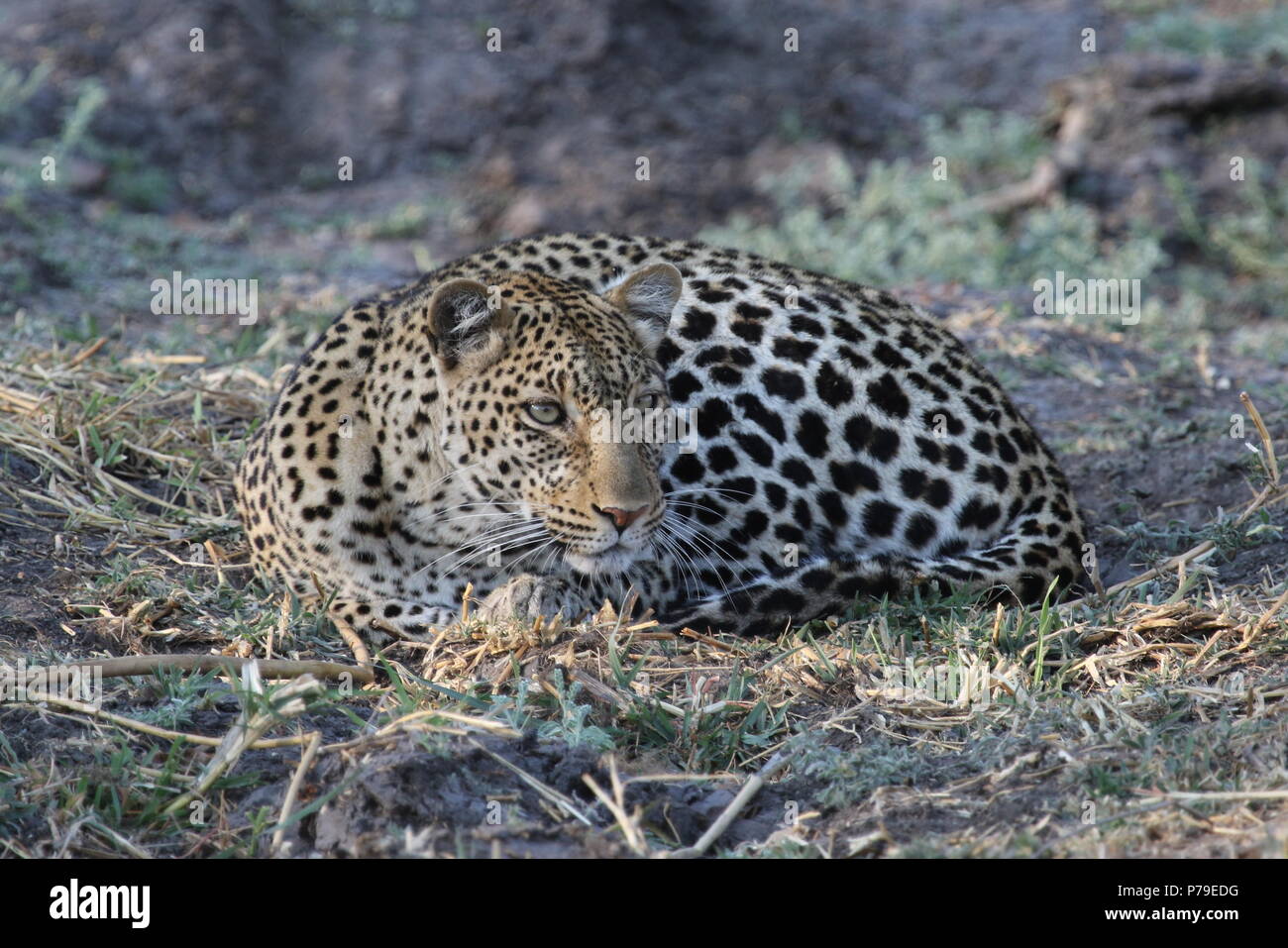 Big five katavi national park hi-res stock photography and images - Alamy