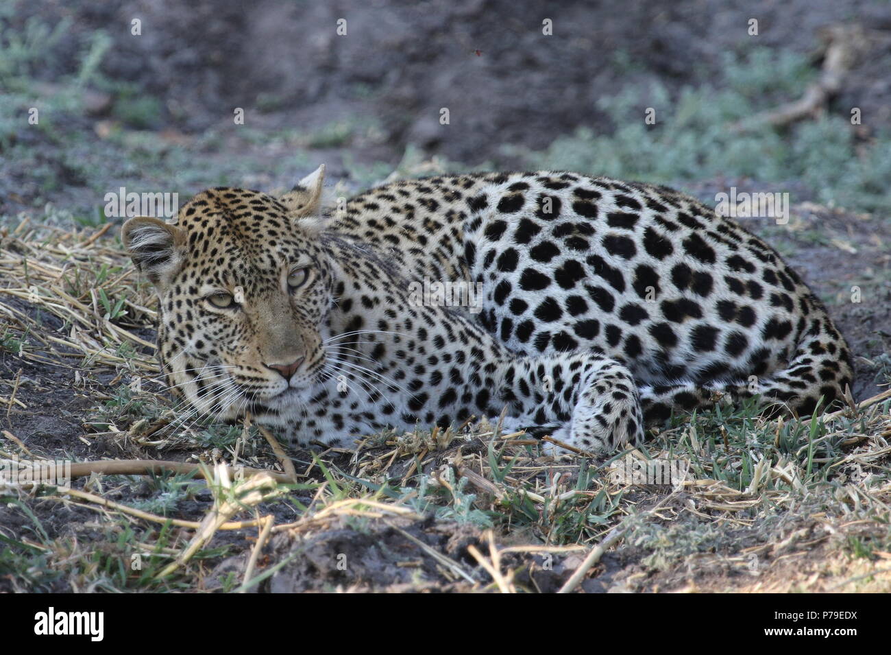 Big five katavi national park hi-res stock photography and images - Alamy