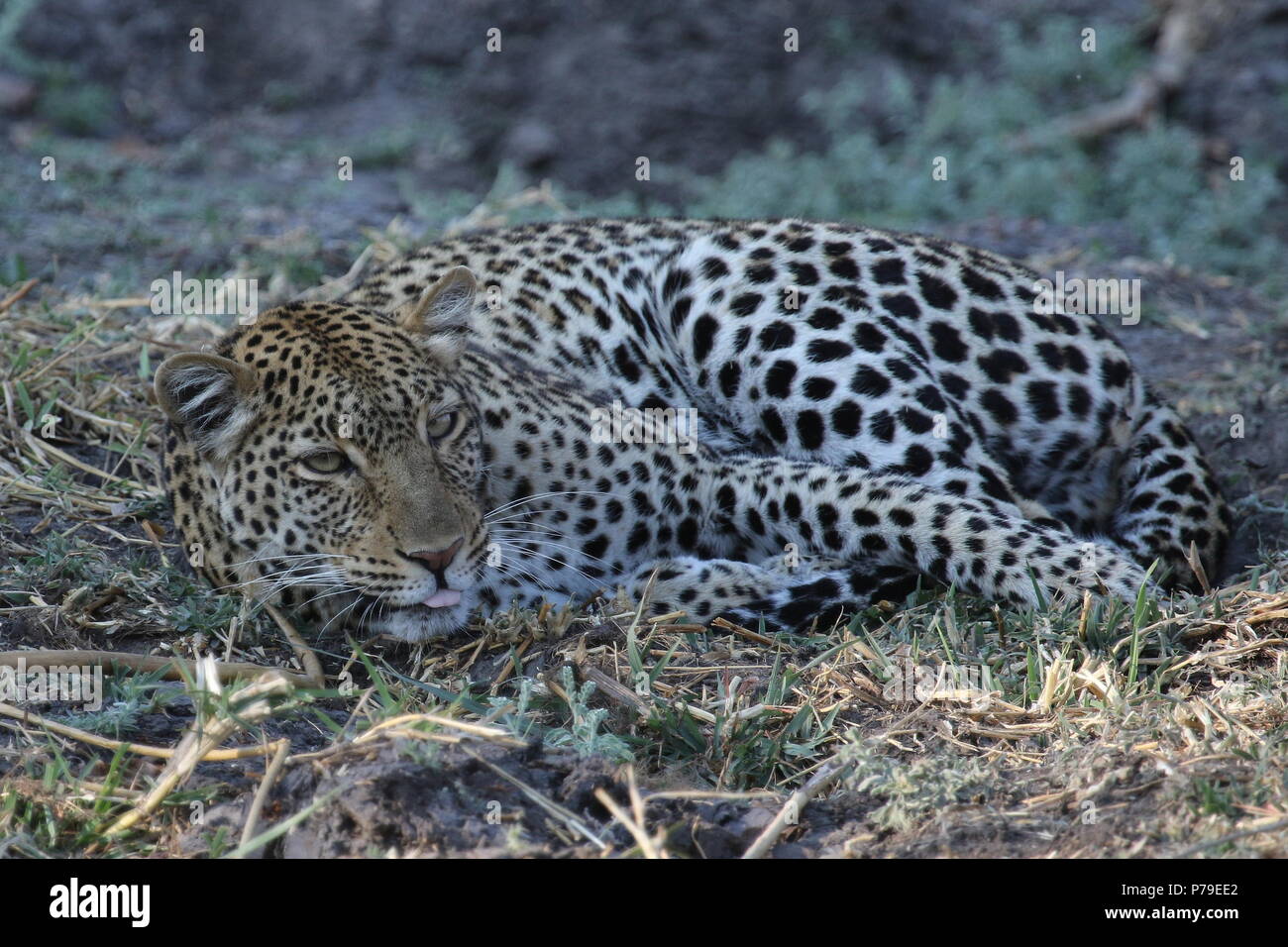 Big five katavi national park hi-res stock photography and images - Alamy
