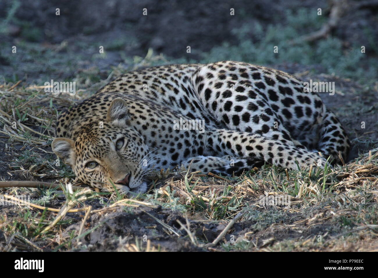 Big five katavi national park hi-res stock photography and images - Alamy