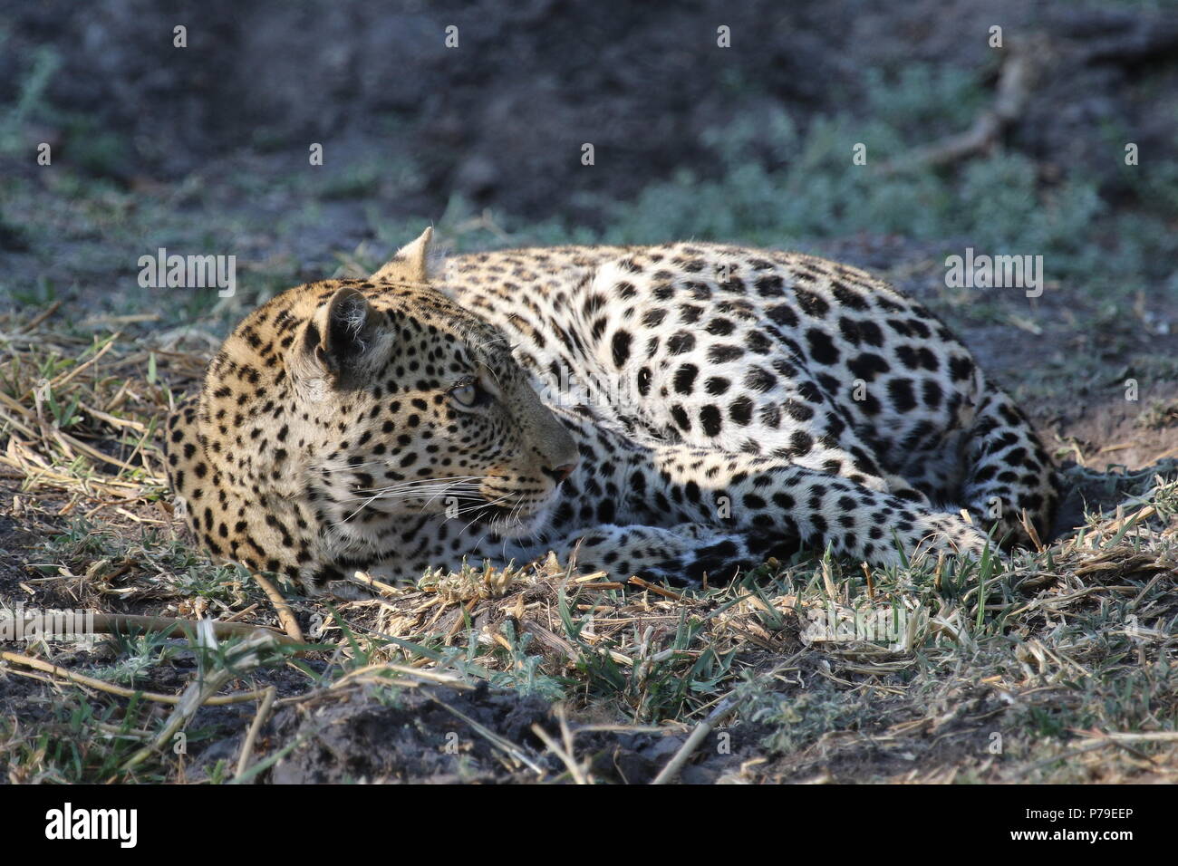 Big five katavi national park hi-res stock photography and images - Alamy