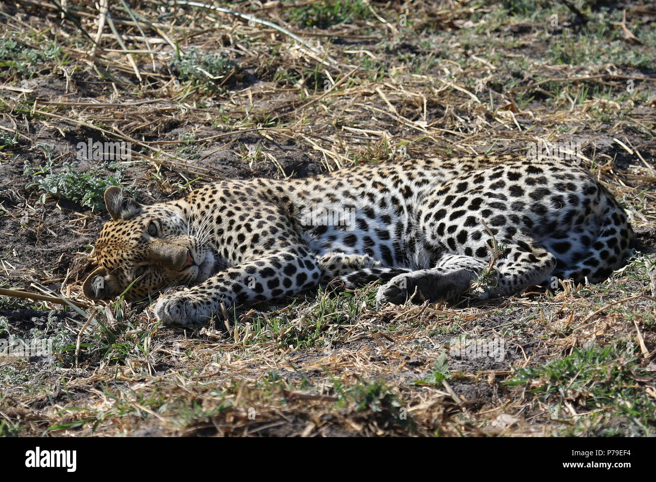 Big five katavi national park hi-res stock photography and images - Alamy