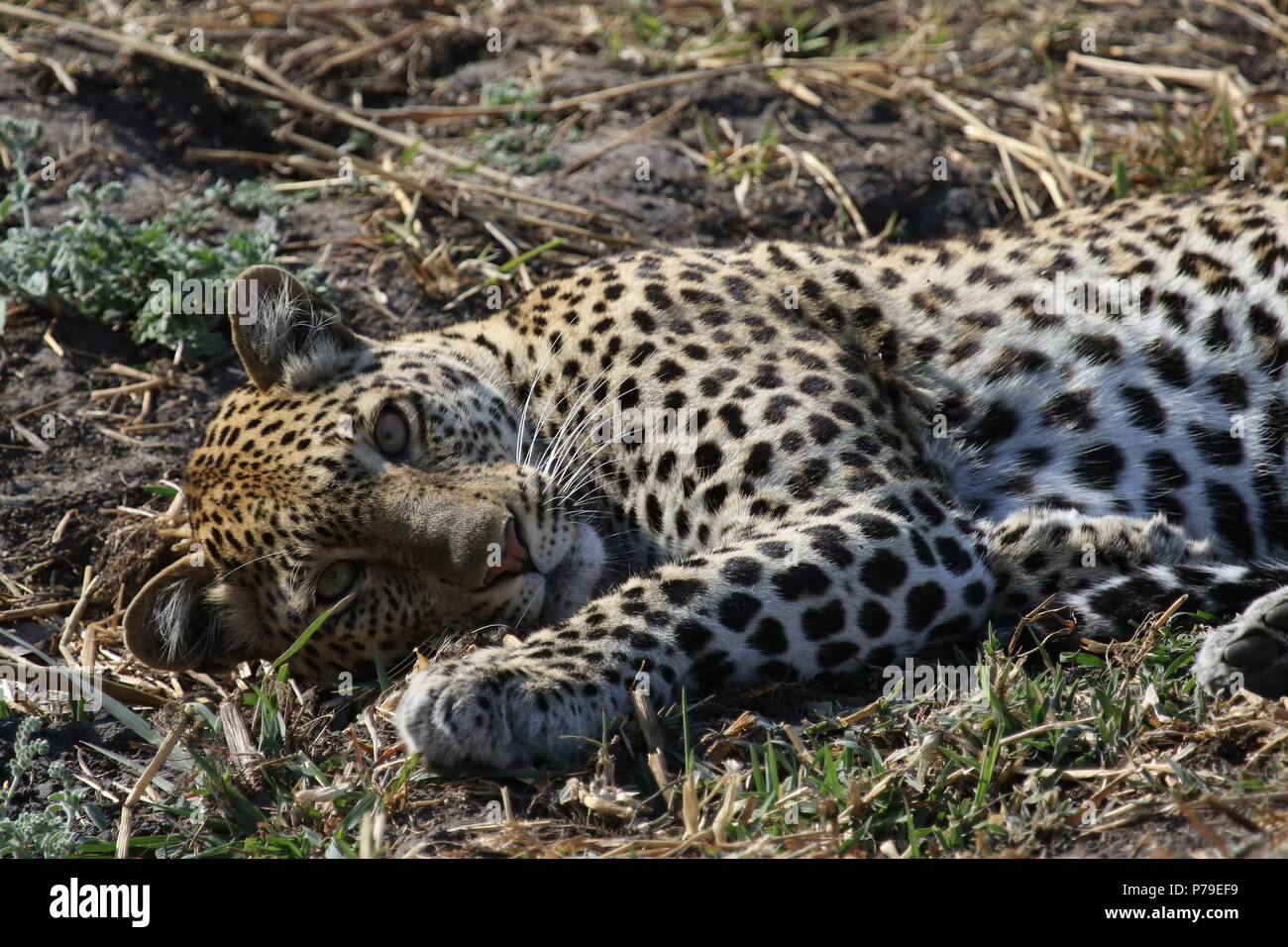 Big five katavi national park hi-res stock photography and images - Alamy