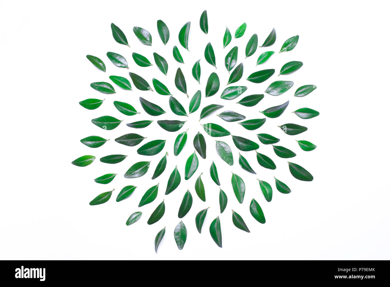 Spiral branch leaves on Cut Out Stock Images & Pictures - Alamy