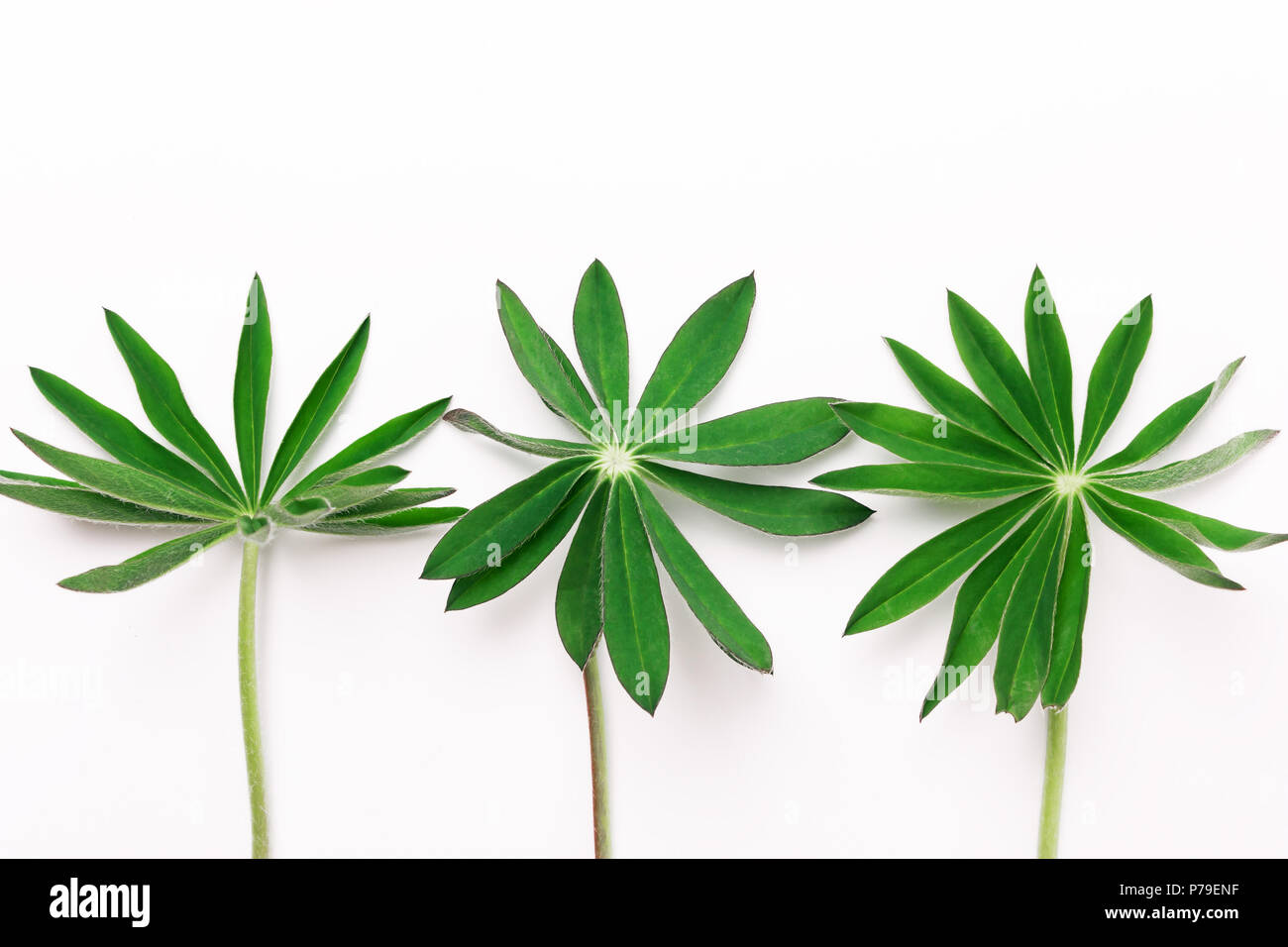 Three sprigs, leaves on a white background. Minimalistic natural ...