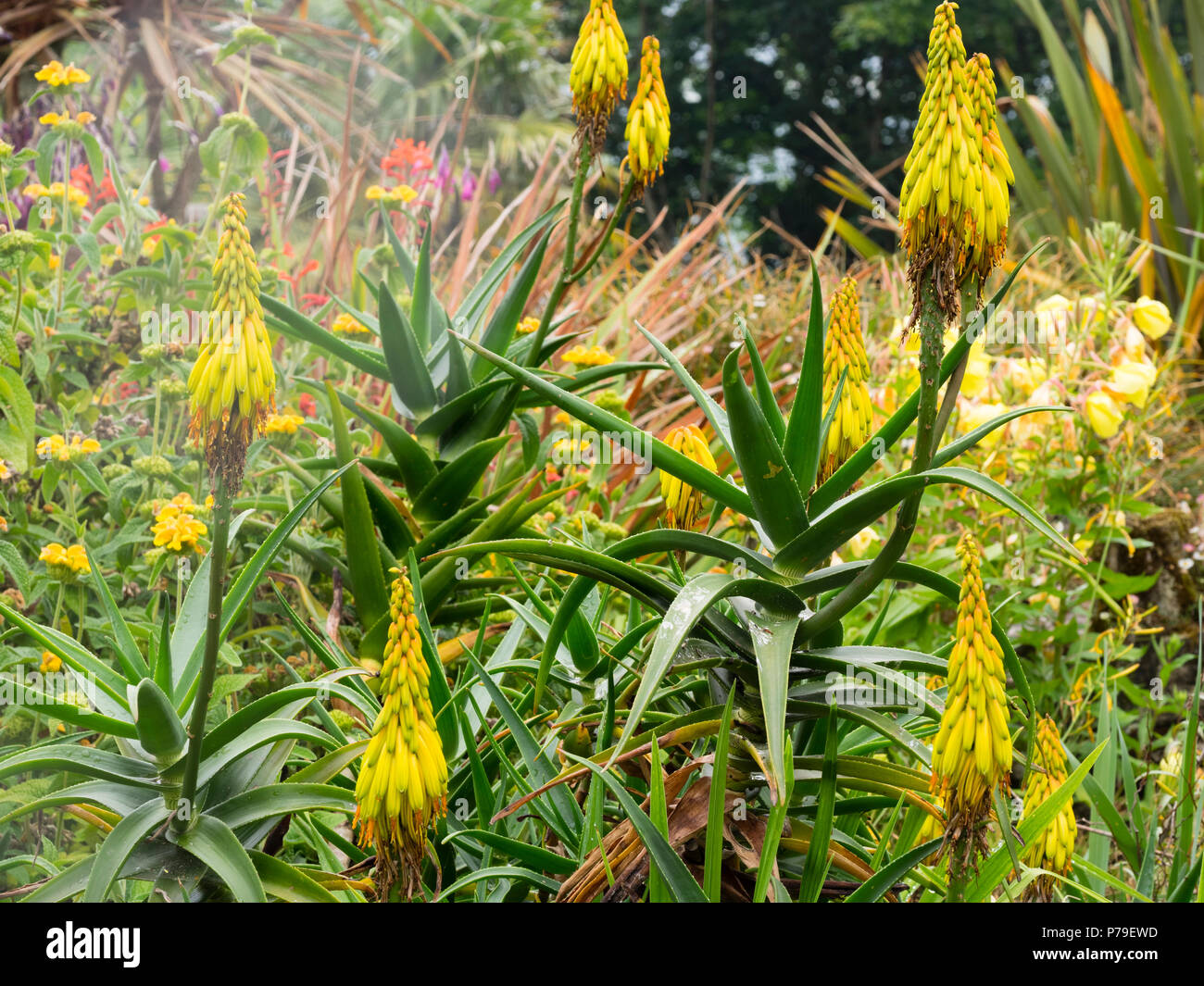 Yellow flower spikes hi-res stock photography and images - Alamy