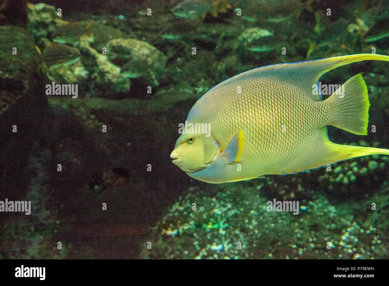 Bermuda blue angelfish Holacanthus bermudensis swims across a coral ...