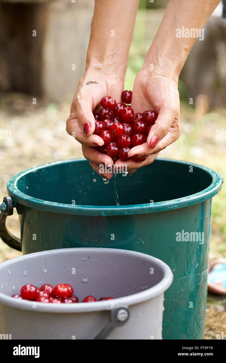Washing cherries hi-res stock photography and images - Alamy