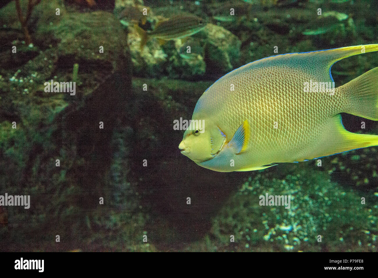 Bermuda blue angelfish Holacanthus bermudensis swims across a coral ...