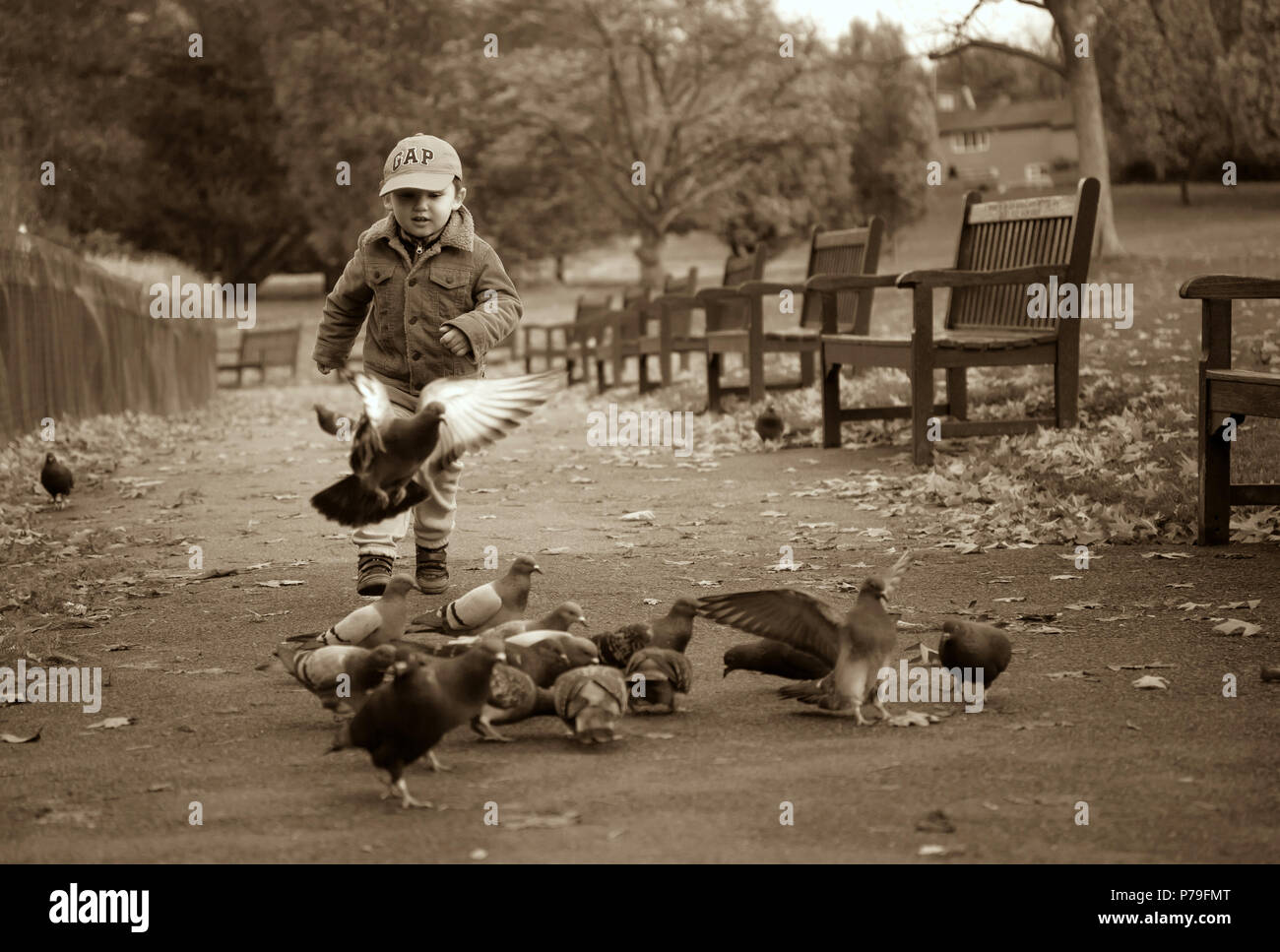 A boy chasing pigeons in the park Stock Photo - Alamy