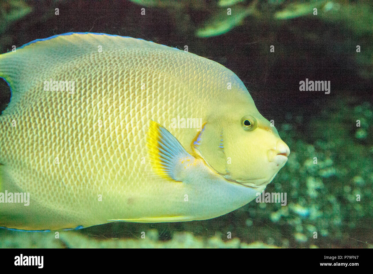 Bermuda blue angelfish Holacanthus bermudensis swims across a coral ...