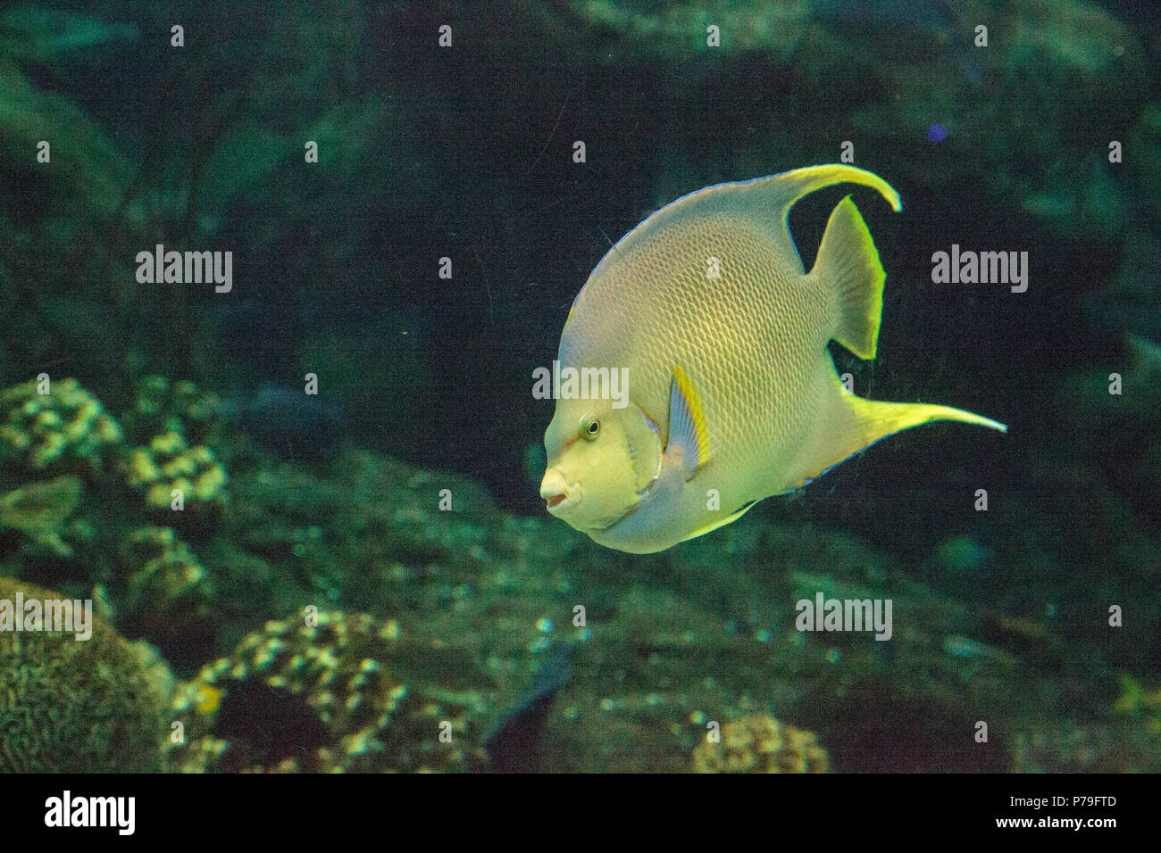Bermuda blue angelfish Holacanthus bermudensis swims across a coral ...