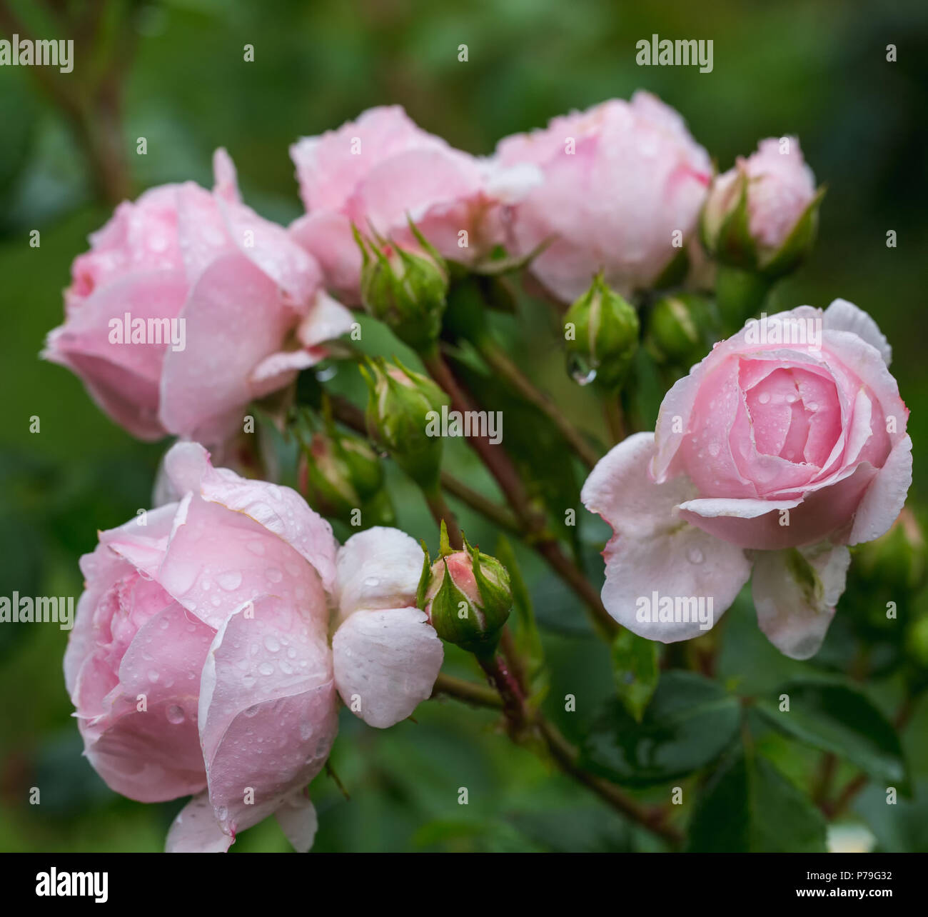 Beautiful pink rose budding hi-res stock photography and images - Alamy