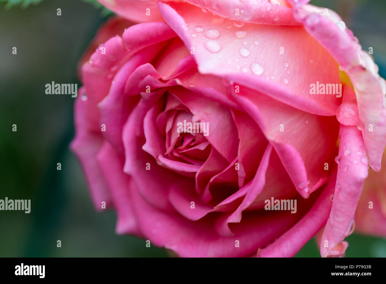 Beautiful pink rose in a garden Stock Photo - Alamy