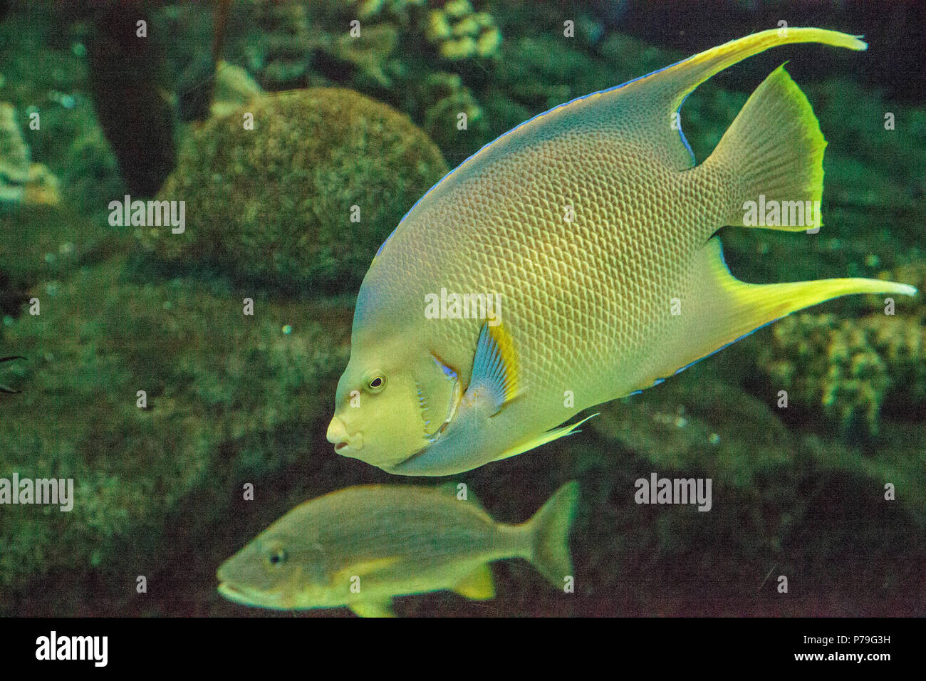 Bermuda blue angelfish Holacanthus bermudensis swims across a coral ...