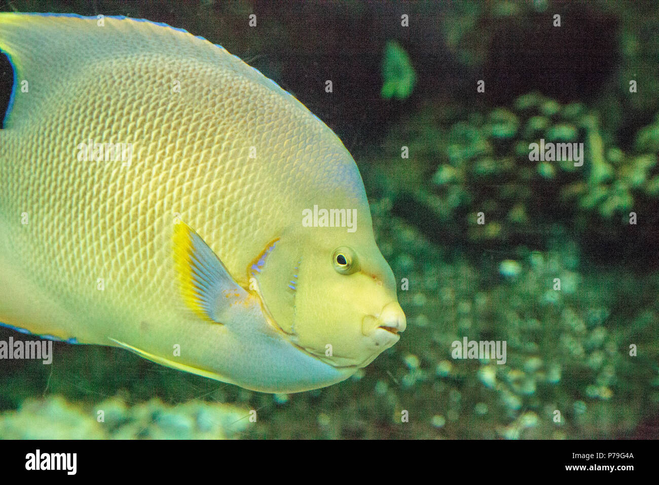 Bermuda blue angelfish Holacanthus bermudensis swims across a coral ...