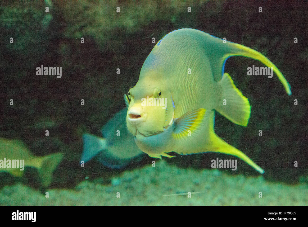 Bermuda blue angelfish Holacanthus bermudensis swims across a coral ...