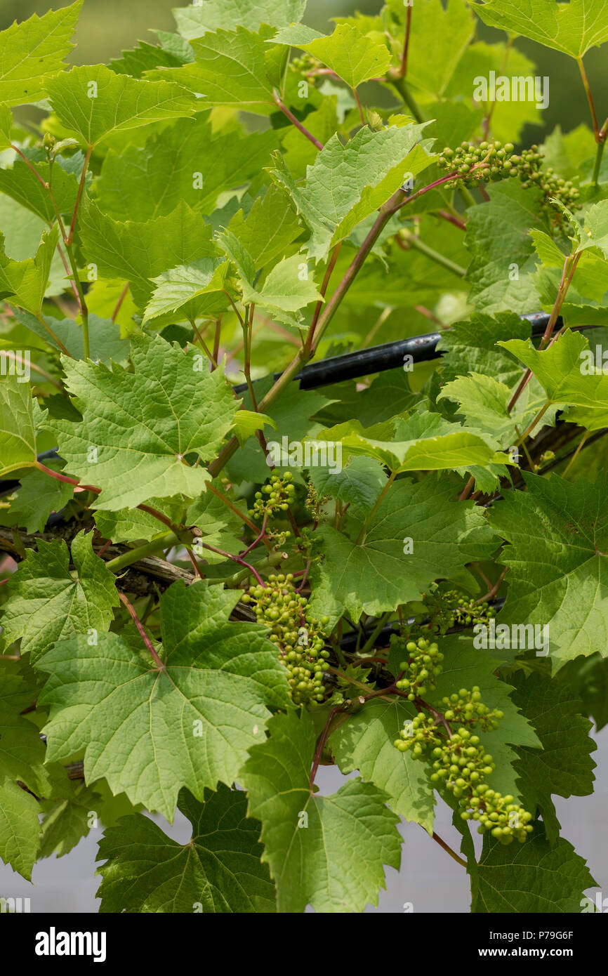 Growing Grapes On A Trellis How To Grow Grapes In Your Garden, Grape
