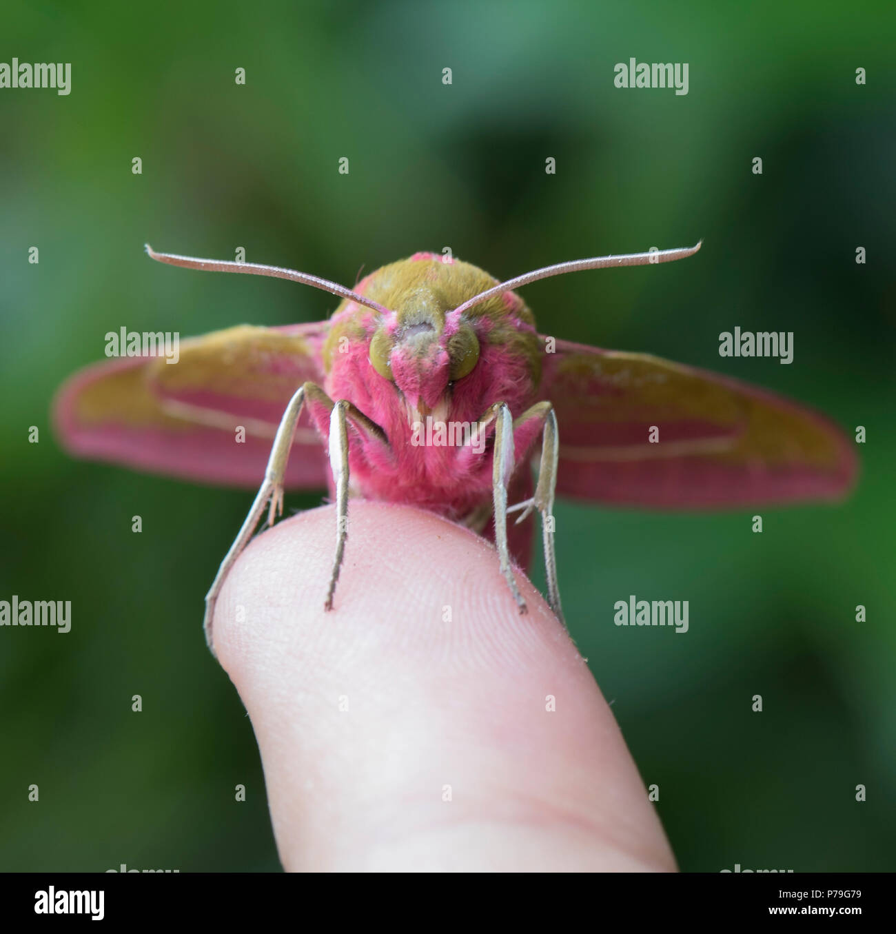 Elephant hawk moths hi-res stock photography and images - Alamy