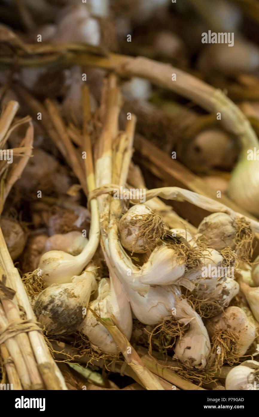 The garlic farm on the isle of wight hi-res stock photography and ...