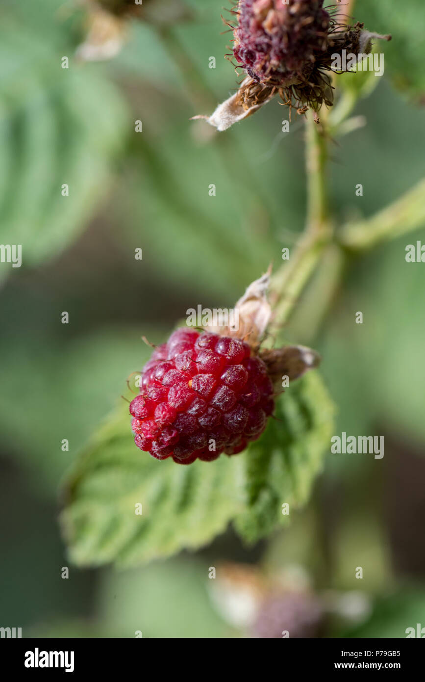 Rasberry plant hi-res stock photography and images - Alamy
