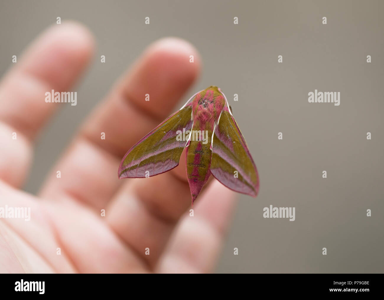 Elephant Hawk Moth on hand Stock Photo - Alamy