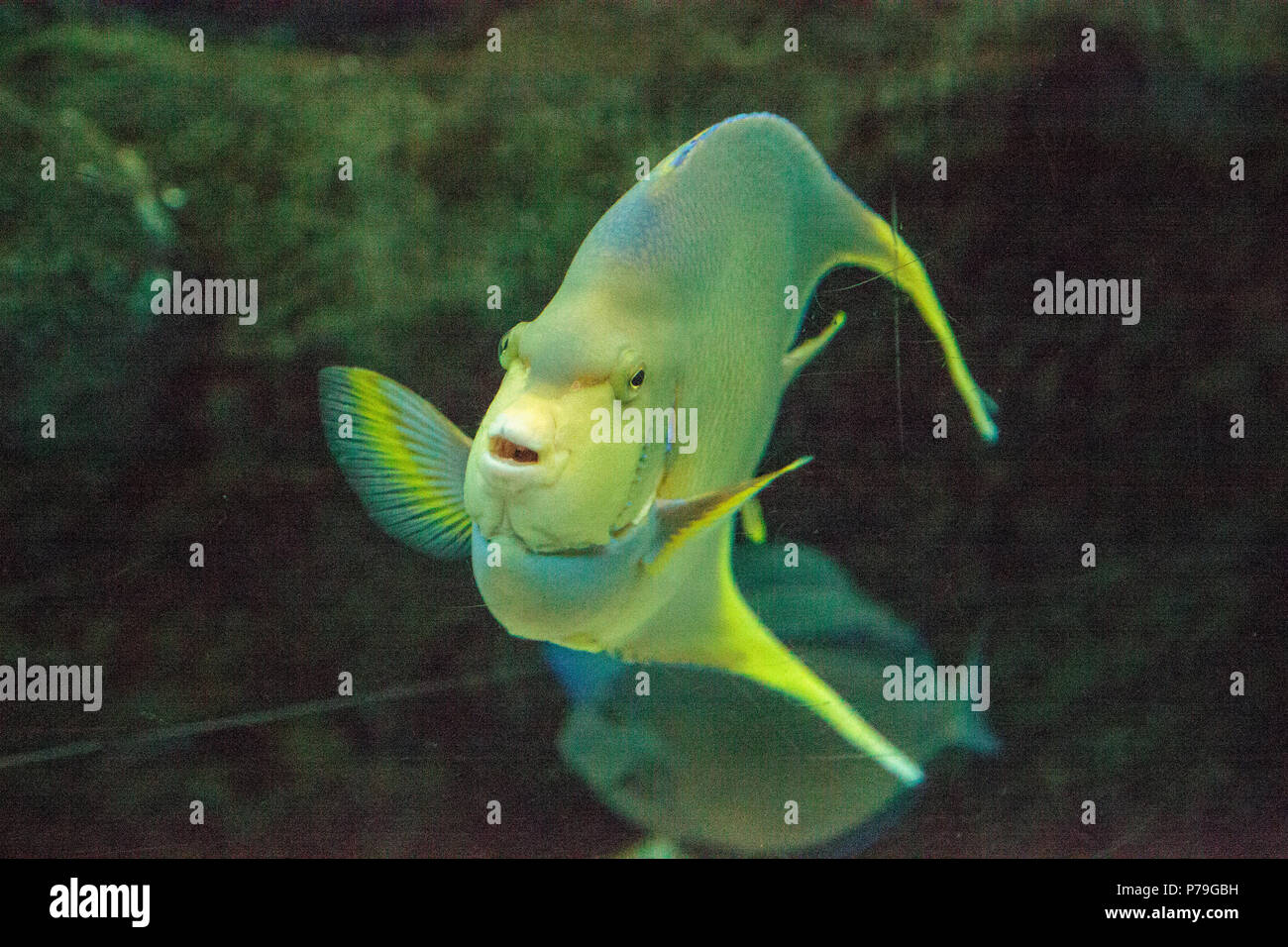 Bermuda blue angelfish Holacanthus bermudensis swims across a coral ...