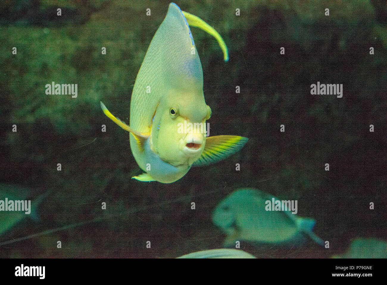 Bermuda blue angelfish Holacanthus bermudensis swims across a coral ...