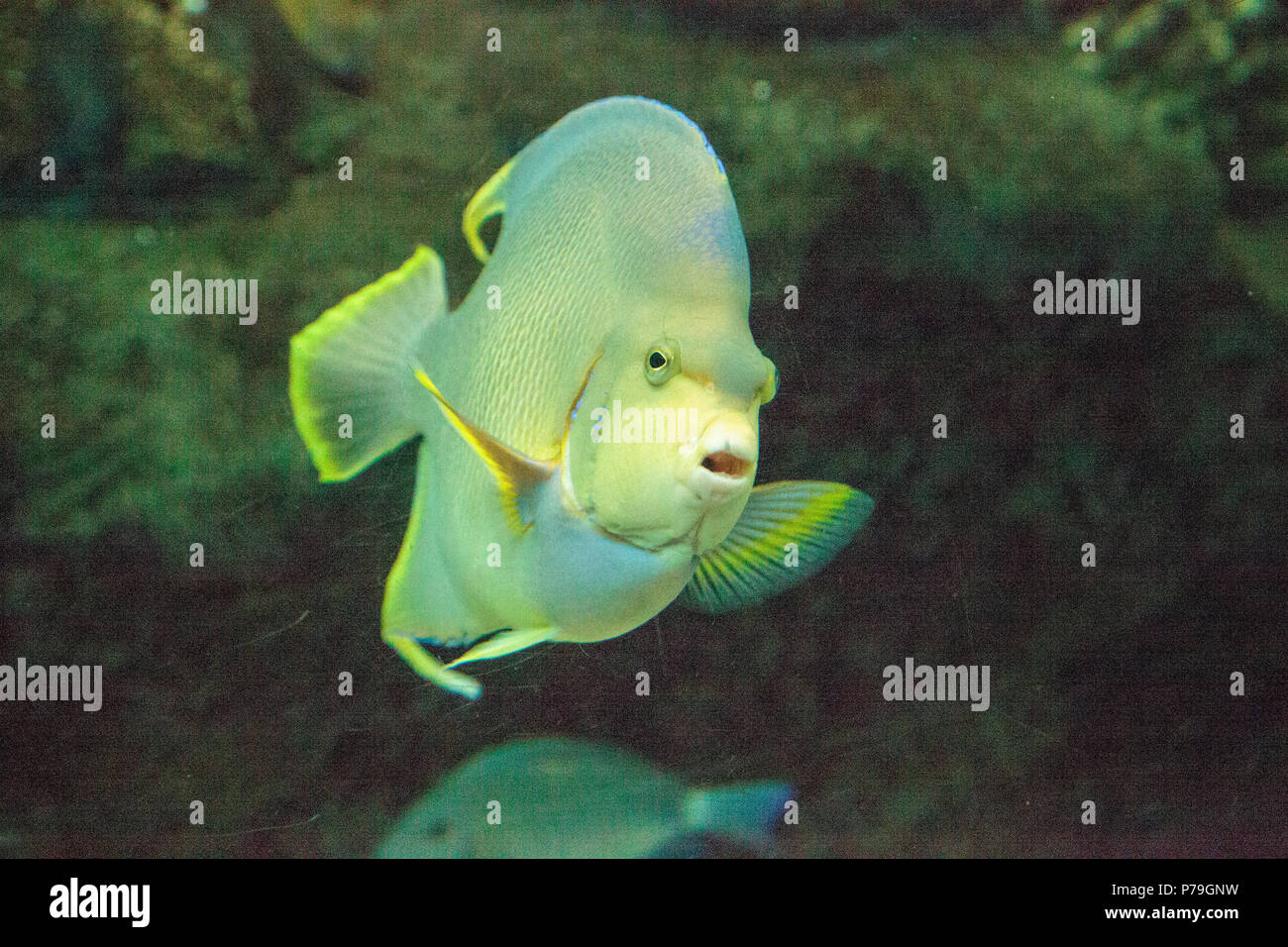 Bermuda blue angelfish Holacanthus bermudensis swims across a coral ...