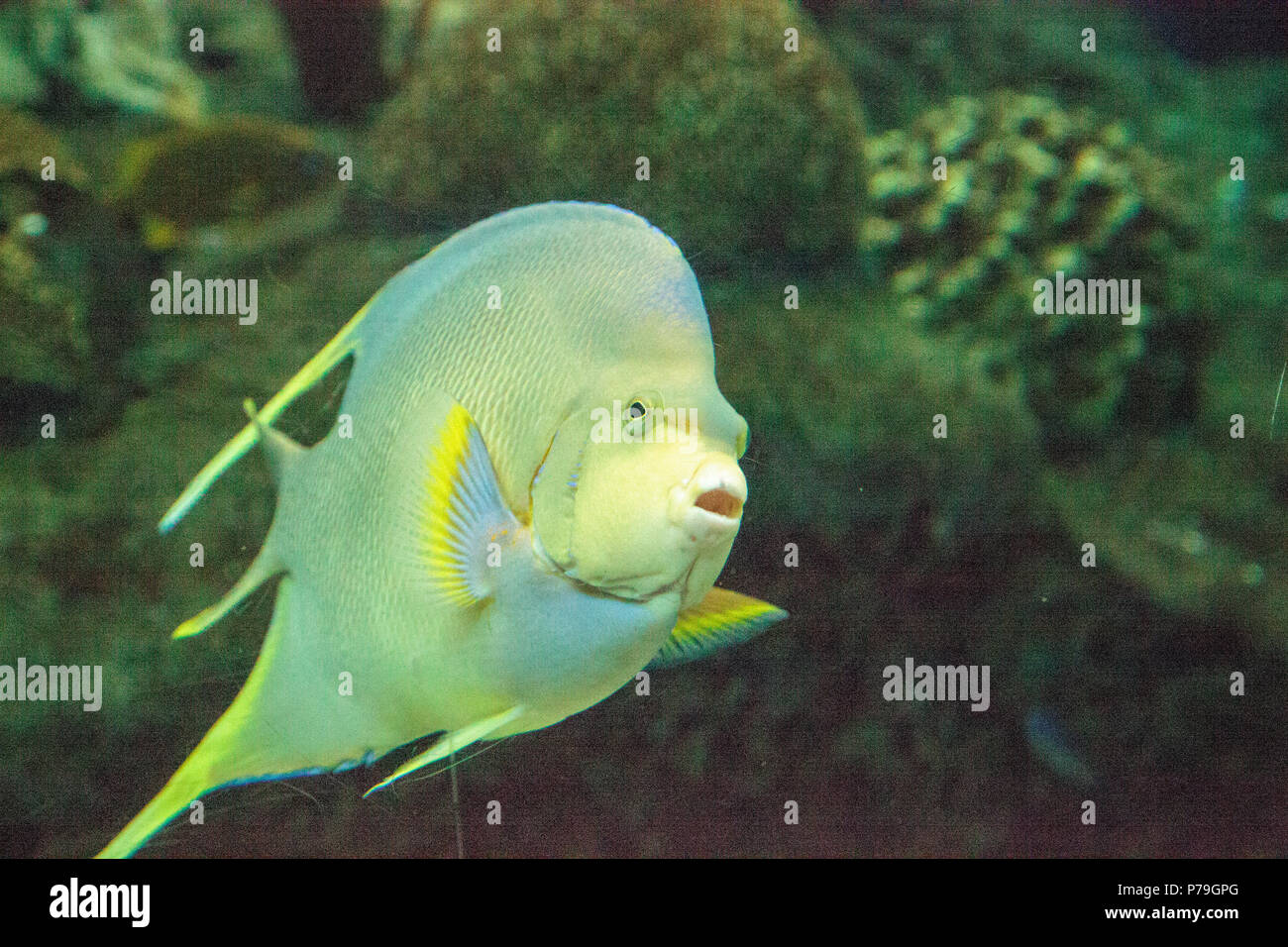 Bermuda blue angelfish Holacanthus bermudensis swims across a coral ...