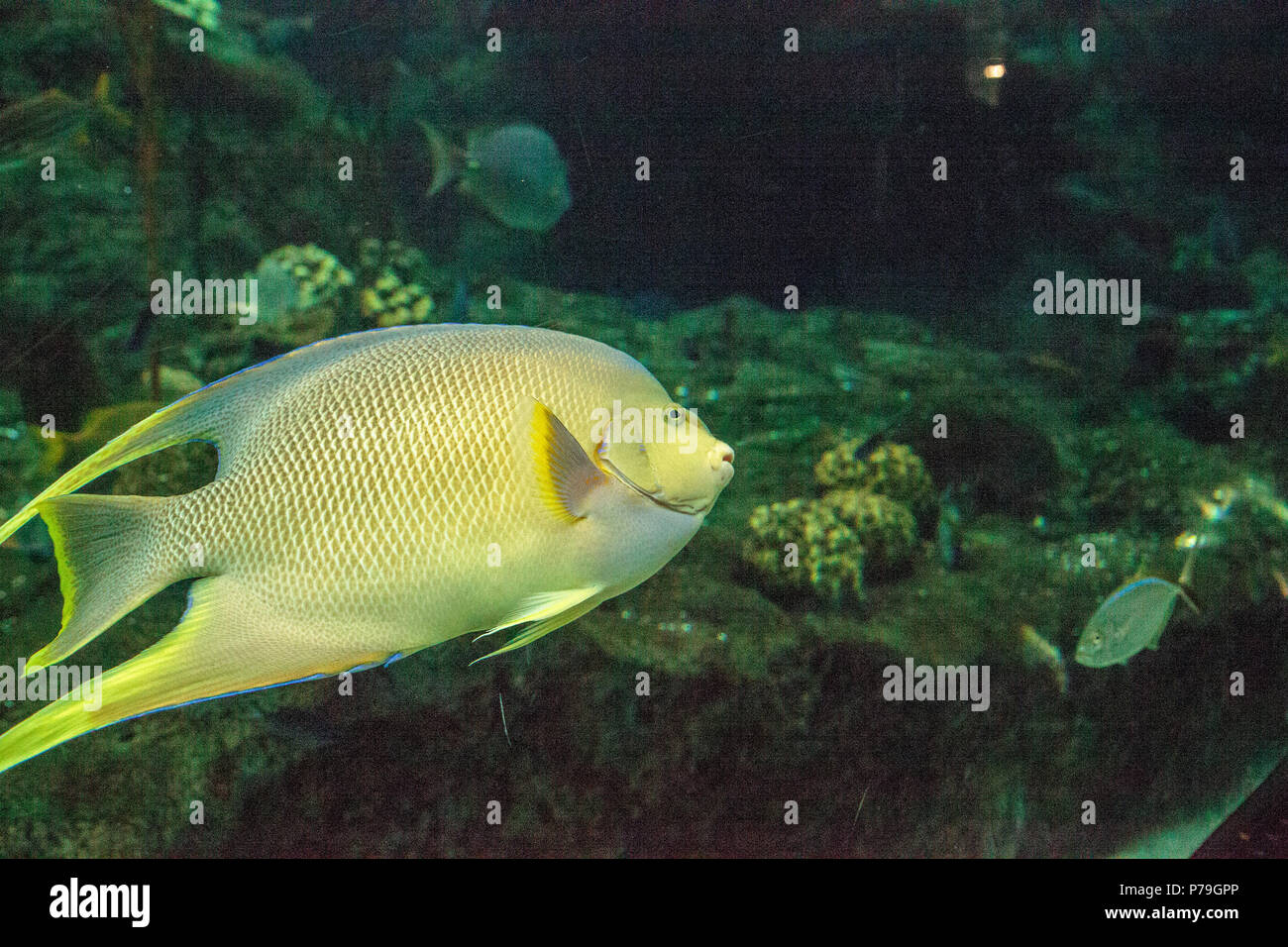 Bermuda blue angelfish Holacanthus bermudensis swims across a coral ...
