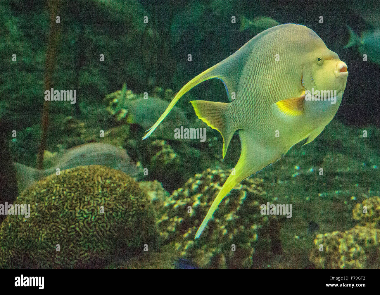 Bermuda blue angelfish Holacanthus bermudensis swims across a coral ...