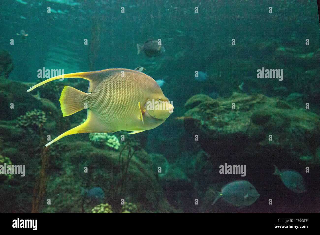 Bermuda blue angelfish Holacanthus bermudensis swims across a coral ...