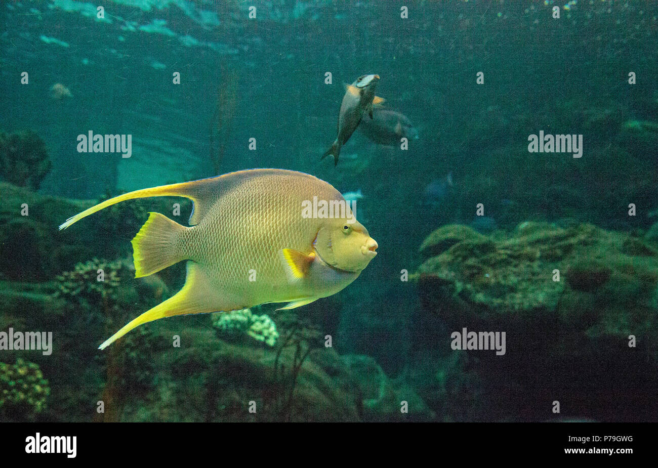 Bermuda blue angelfish Holacanthus bermudensis swims across a coral ...