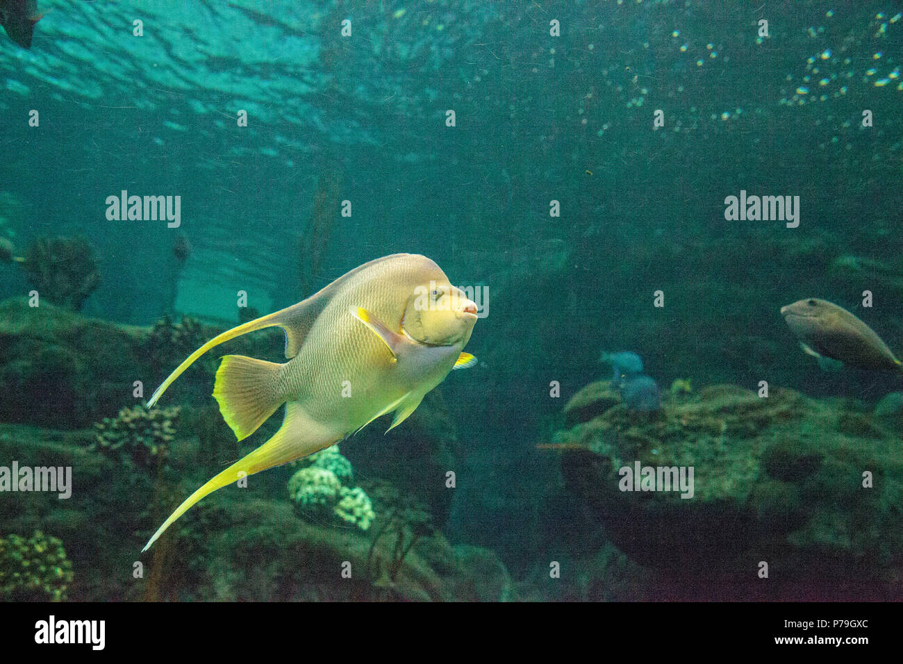 Bermuda blue angelfish Holacanthus bermudensis swims across a coral ...