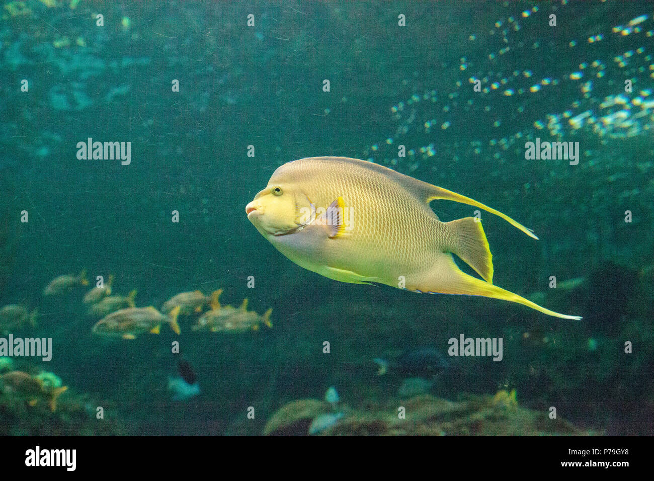Bermuda blue angelfish Holacanthus bermudensis swims across a coral ...
